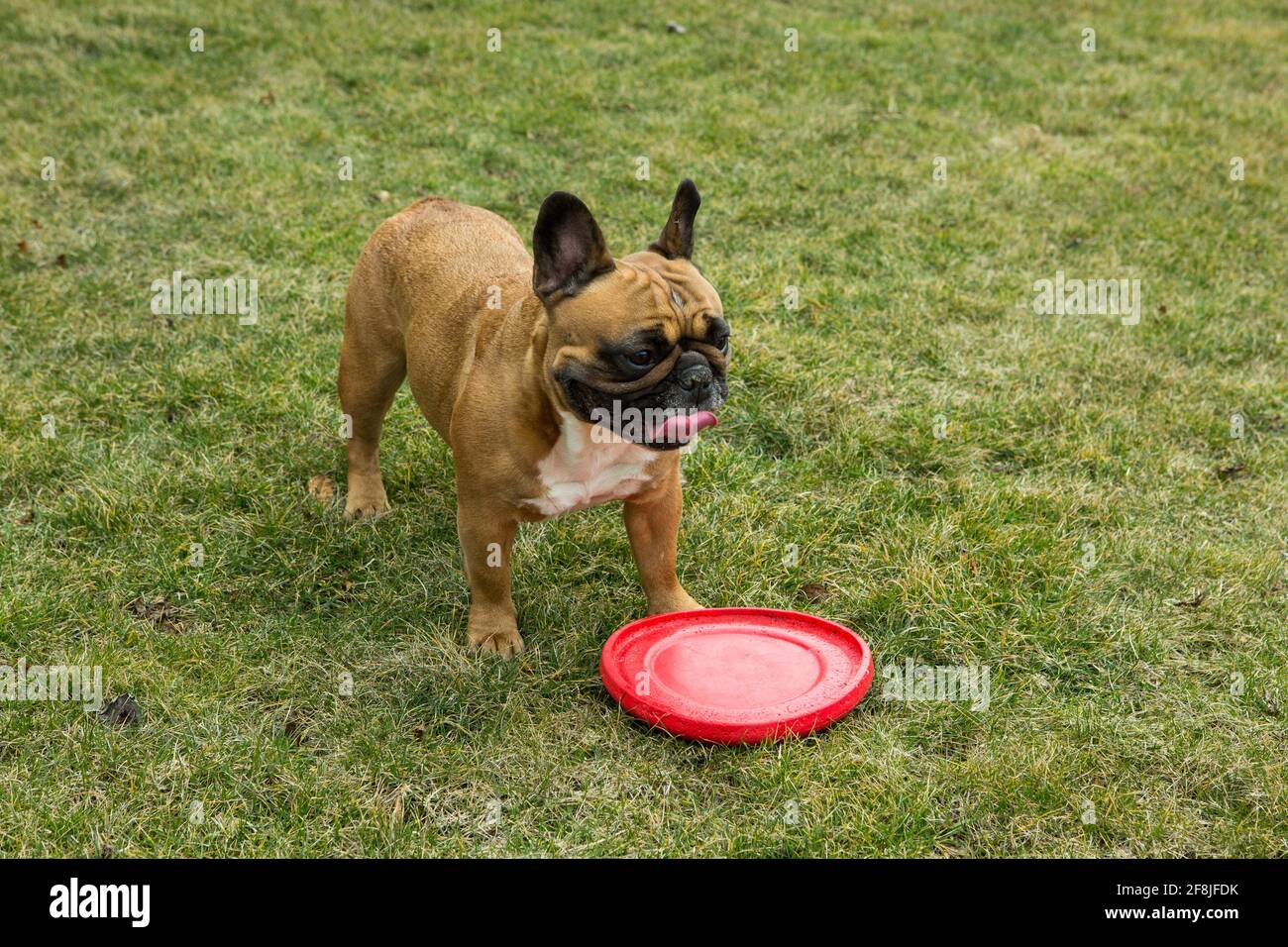 Funny french bulldog plays with a toy on a green lawn. French Bulldogs ...