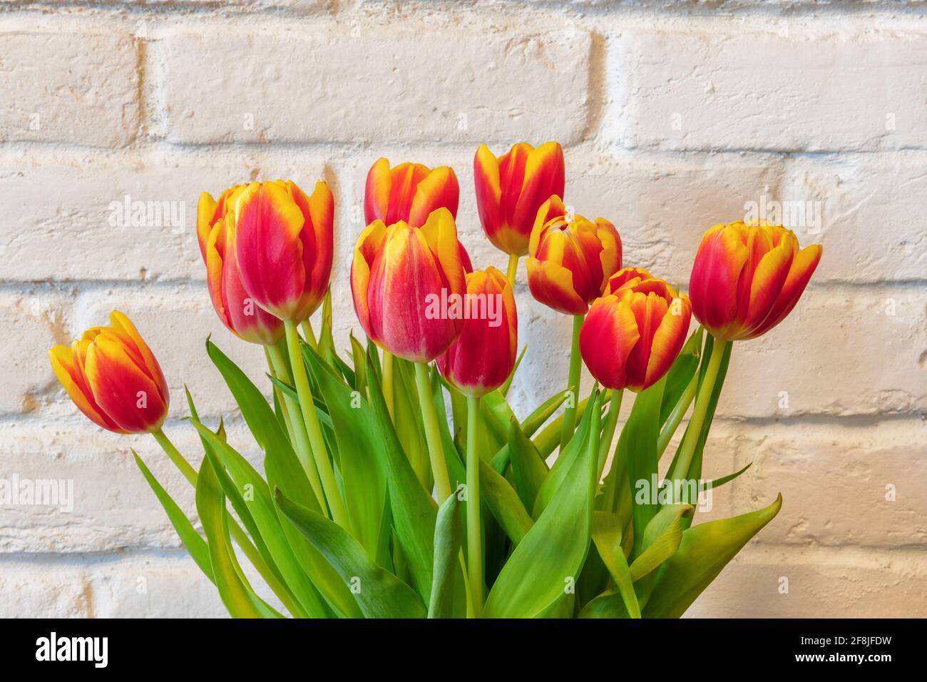 Fresh spring tulips on white brick wall background Stock Photo - Alamy