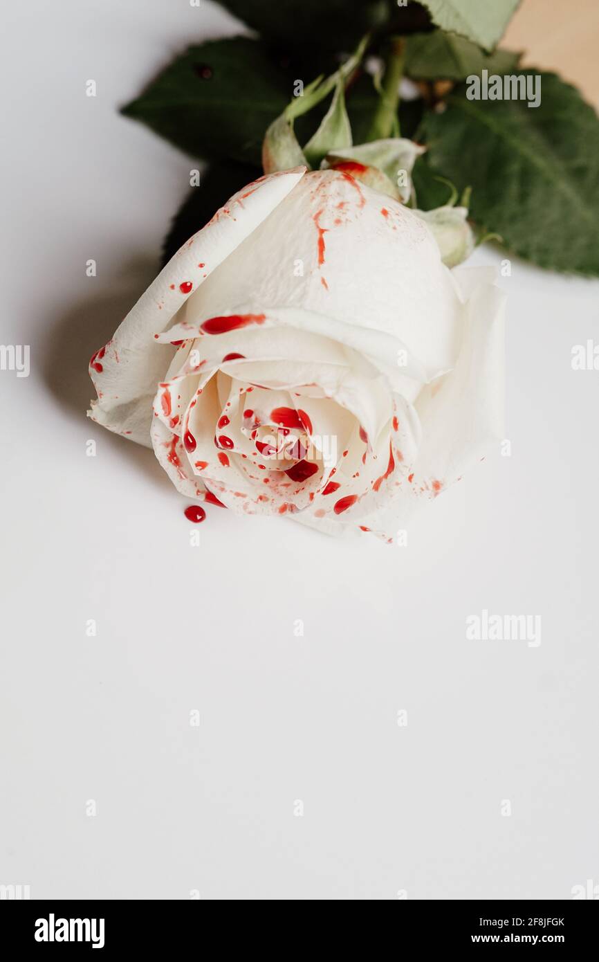 Blood drop rose hi-res stock photography and images - Alamy