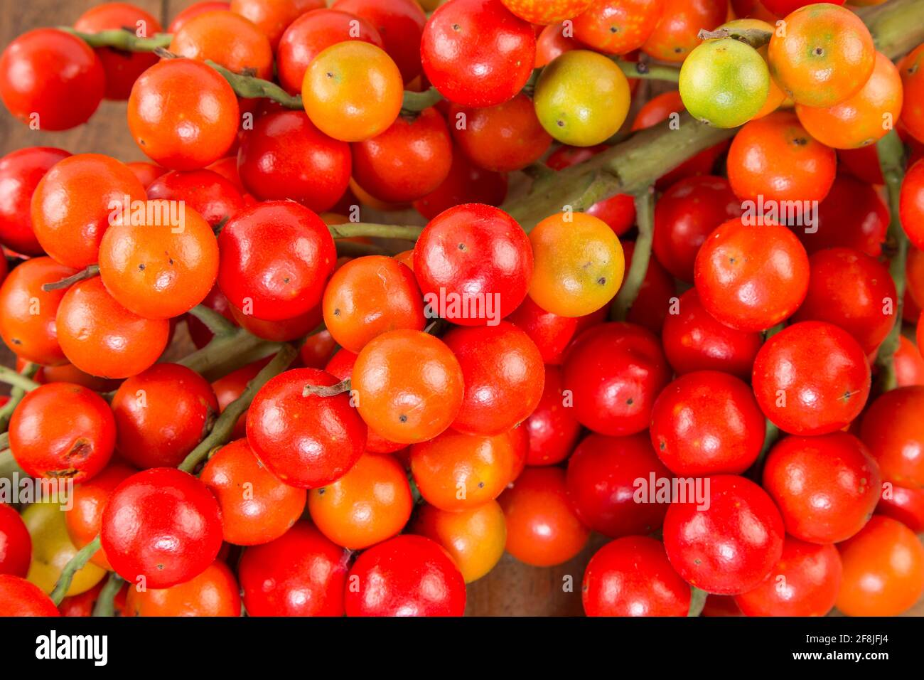 Bactris guineensis hi-res stock photography and images - Alamy