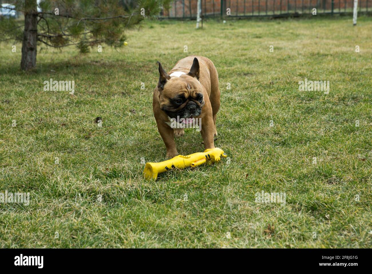 Funny french bulldog plays with a toy on a green lawn. French Bulldogs ...