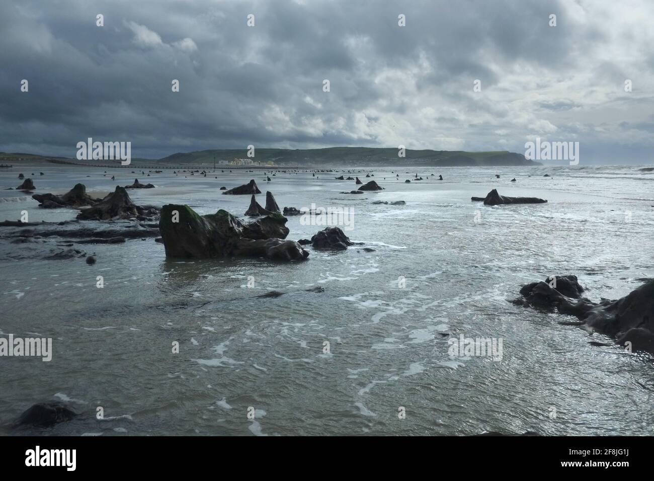 Petrified ancient forest, Borth Beach, Mid Wales at low tide Stock ...