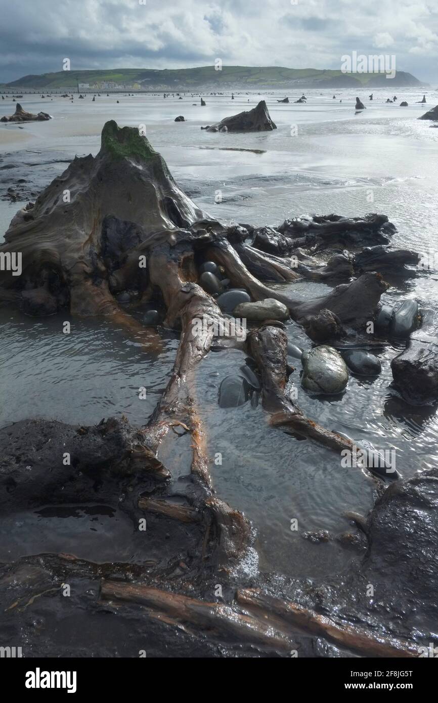 Petrified ancient forest, Borth Beach, Mid Wales at low tide Stock ...