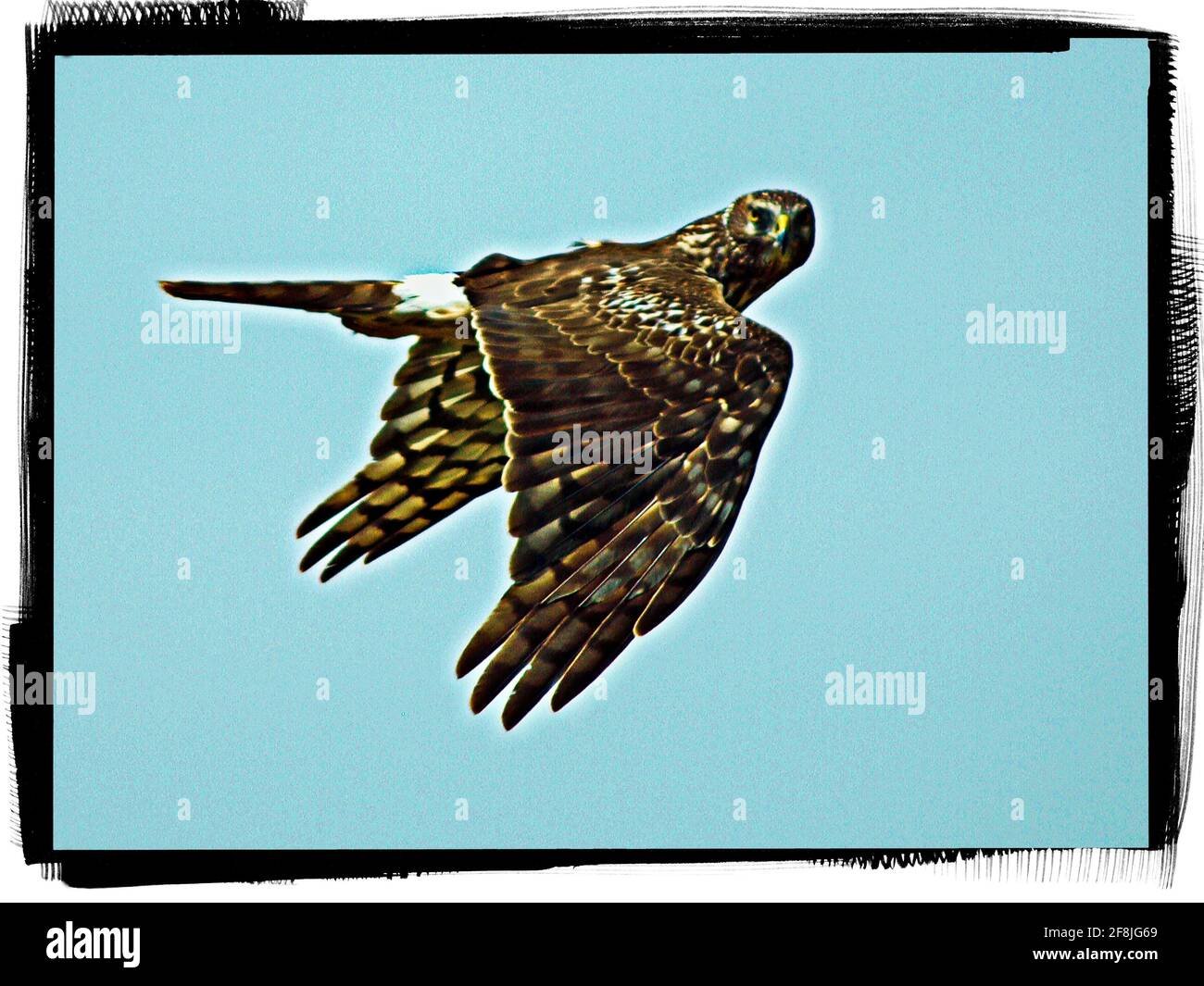Marsh hawk hi-res stock photography and images - Alamy