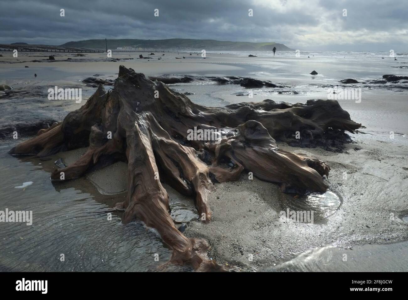 Petrified ancient forest, Borth Beach, Mid Wales at low tide Stock ...