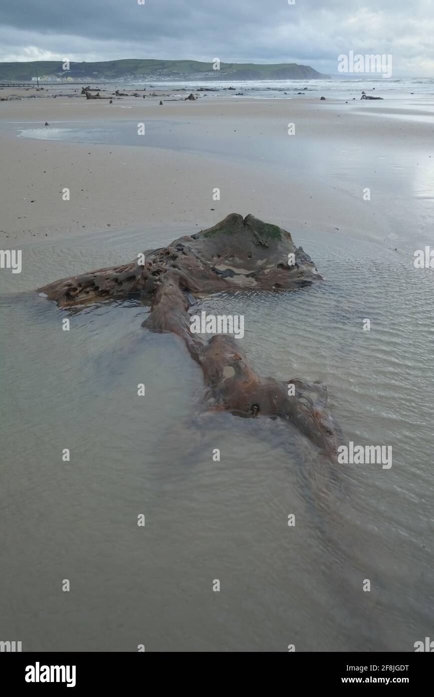 Petrified ancient forest, Borth Beach, Mid Wales at low tide Stock ...
