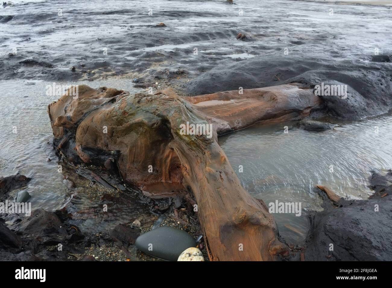 Petrified ancient forest, Borth Beach, Mid Wales at low tide Stock ...
