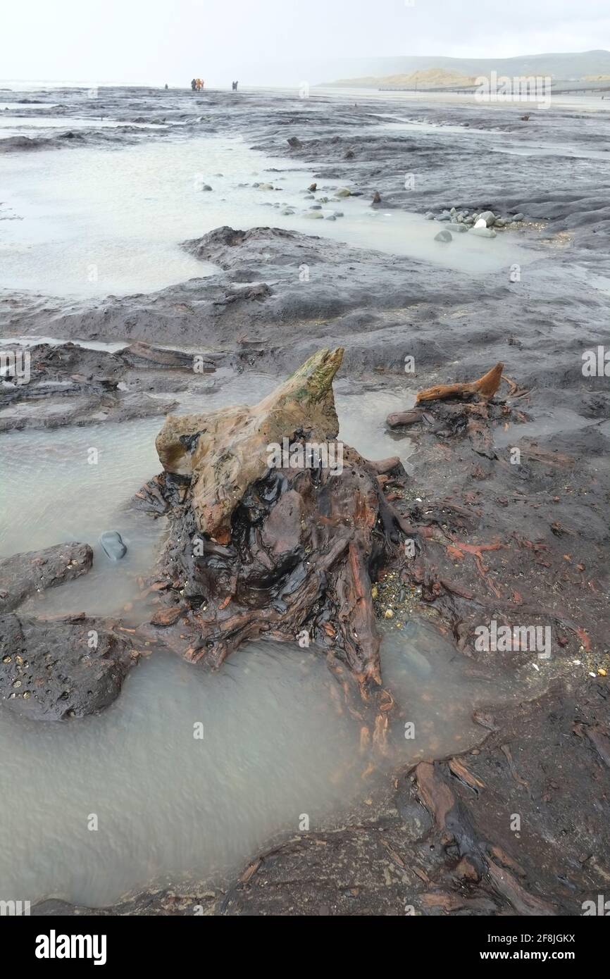Welsh beach reveals submerged forest hi-res stock photography and ...