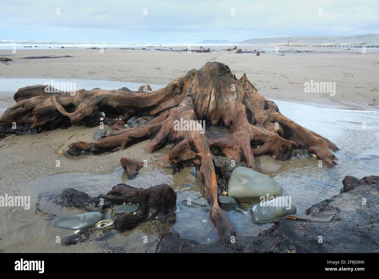Petrified ancient forest, Borth Beach, Mid Wales at low tide Stock ...