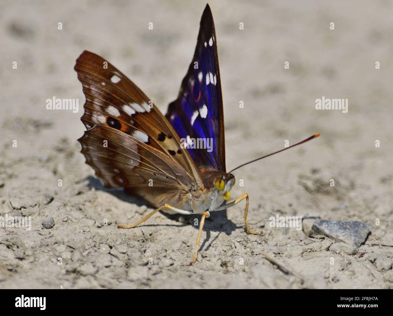Lesser purple emperor - Apatura ilia Stock Photo - Alamy