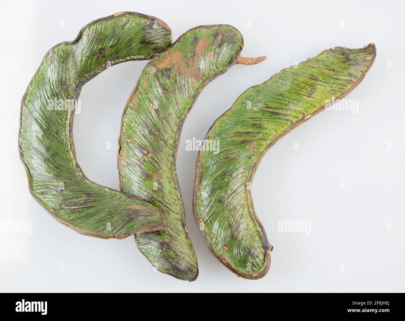 Fresh inga fruit. The guama fruit tropical and exotic from South ...