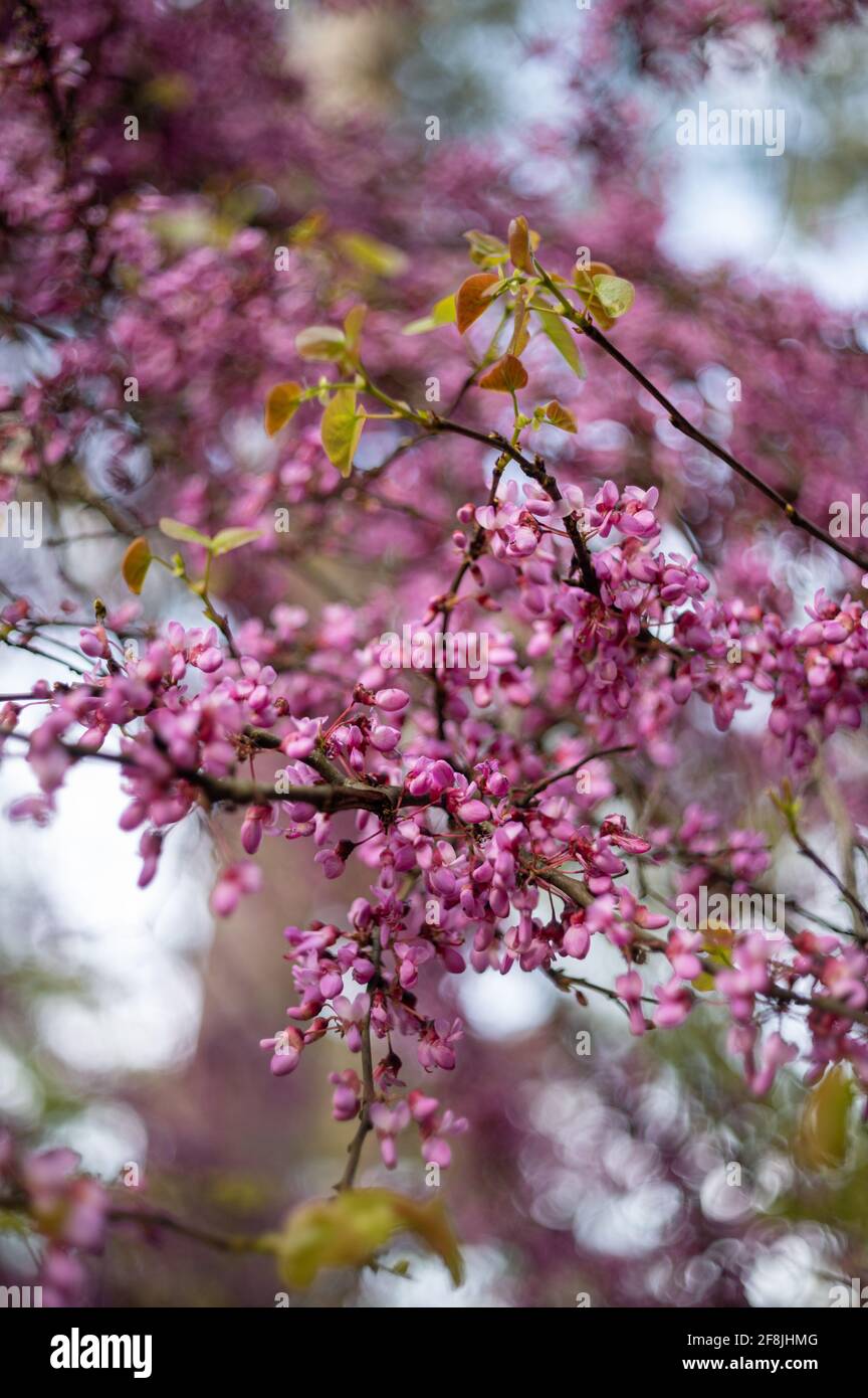 Spring is outside. Blooming cercis. First flowering trees Stock Photo ...
