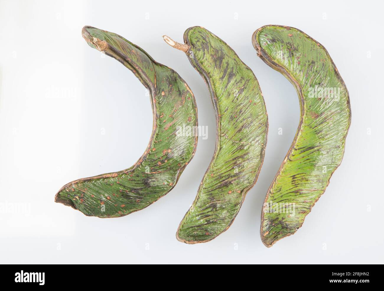 Fresh inga fruit. The guama fruit tropical and exotic from South ...