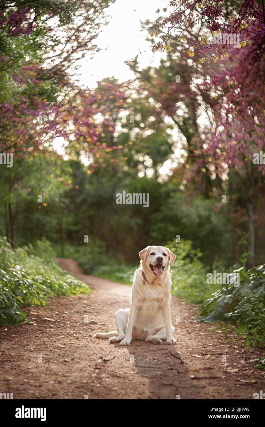Elderly labrador hi-res stock photography and images - Alamy