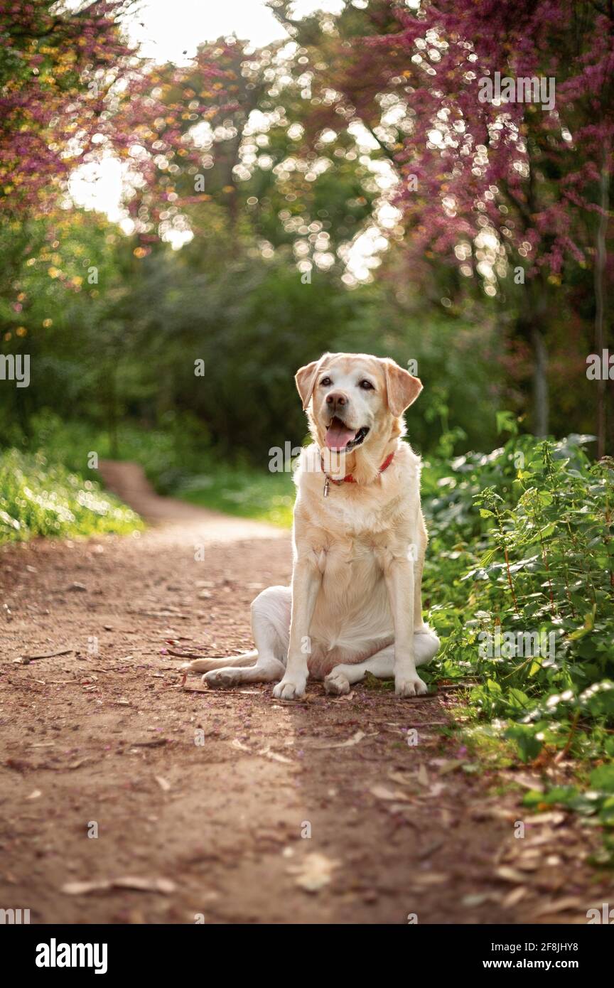 Elderly labrador hi-res stock photography and images - Alamy