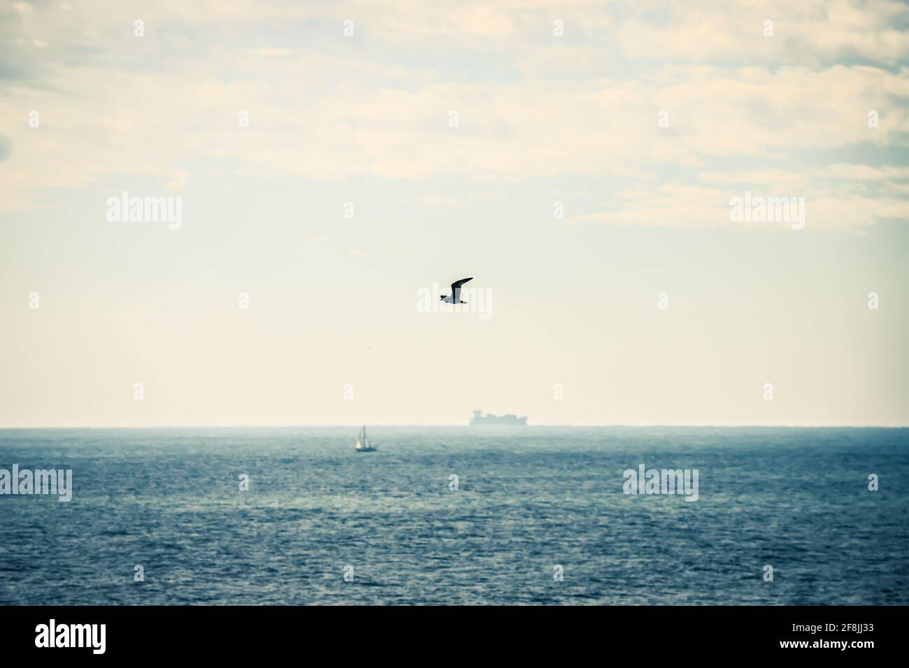 Landscape of the sea: a seagull flying in the sky, ships in the sea ...