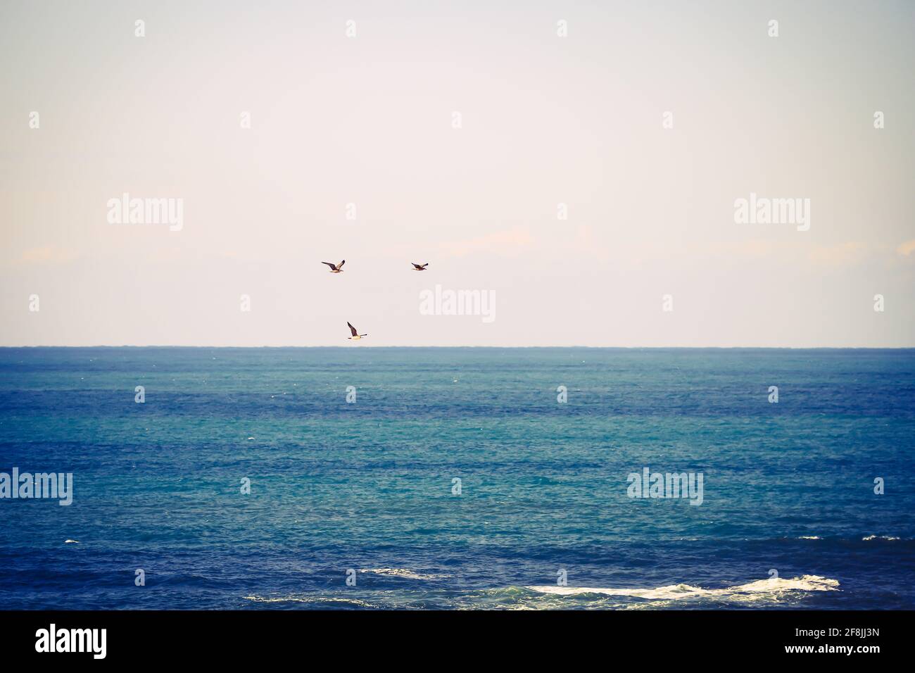 Three seagulls flying over the sea Stock Photo - Alamy