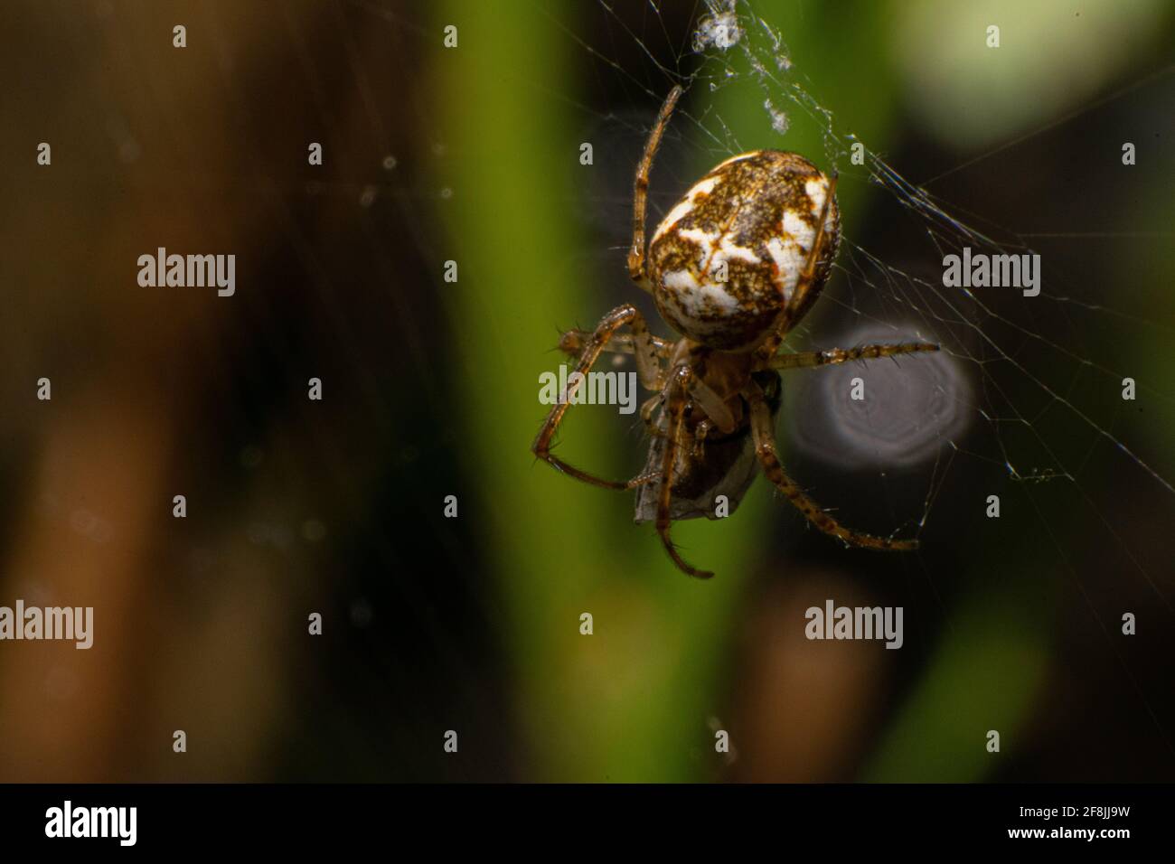 Female garden spiders hi-res stock photography and images - Alamy