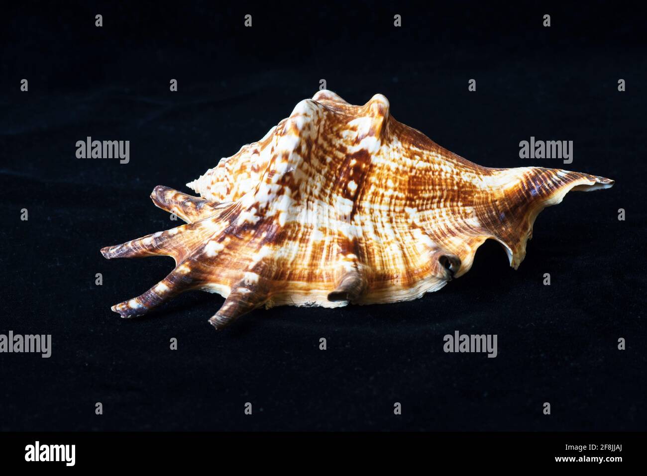 Spiral Seashell Black White High Resolution Stock Photography and ...