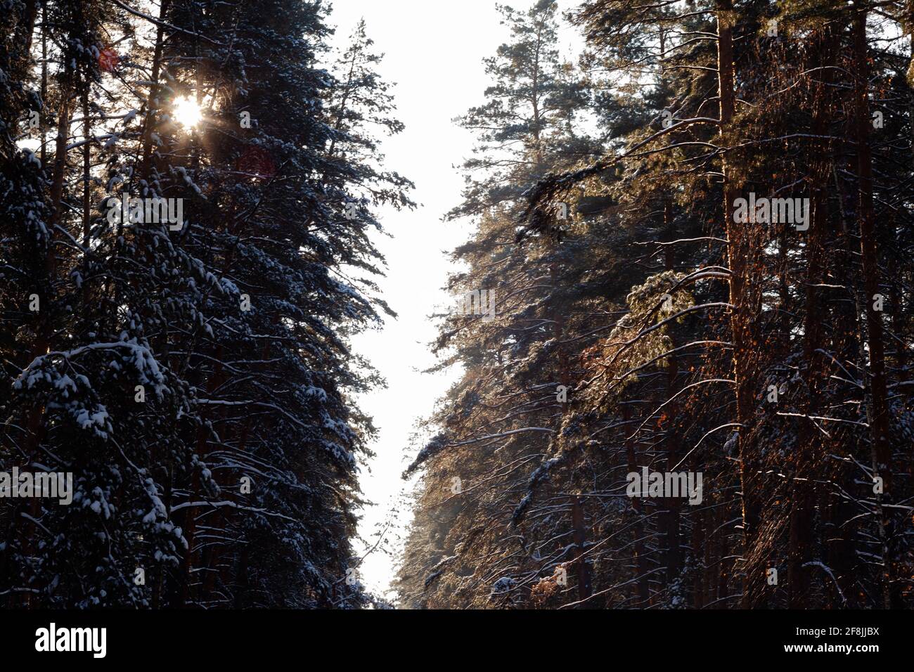 Sun through pine forest hi-res stock photography and images - Alamy