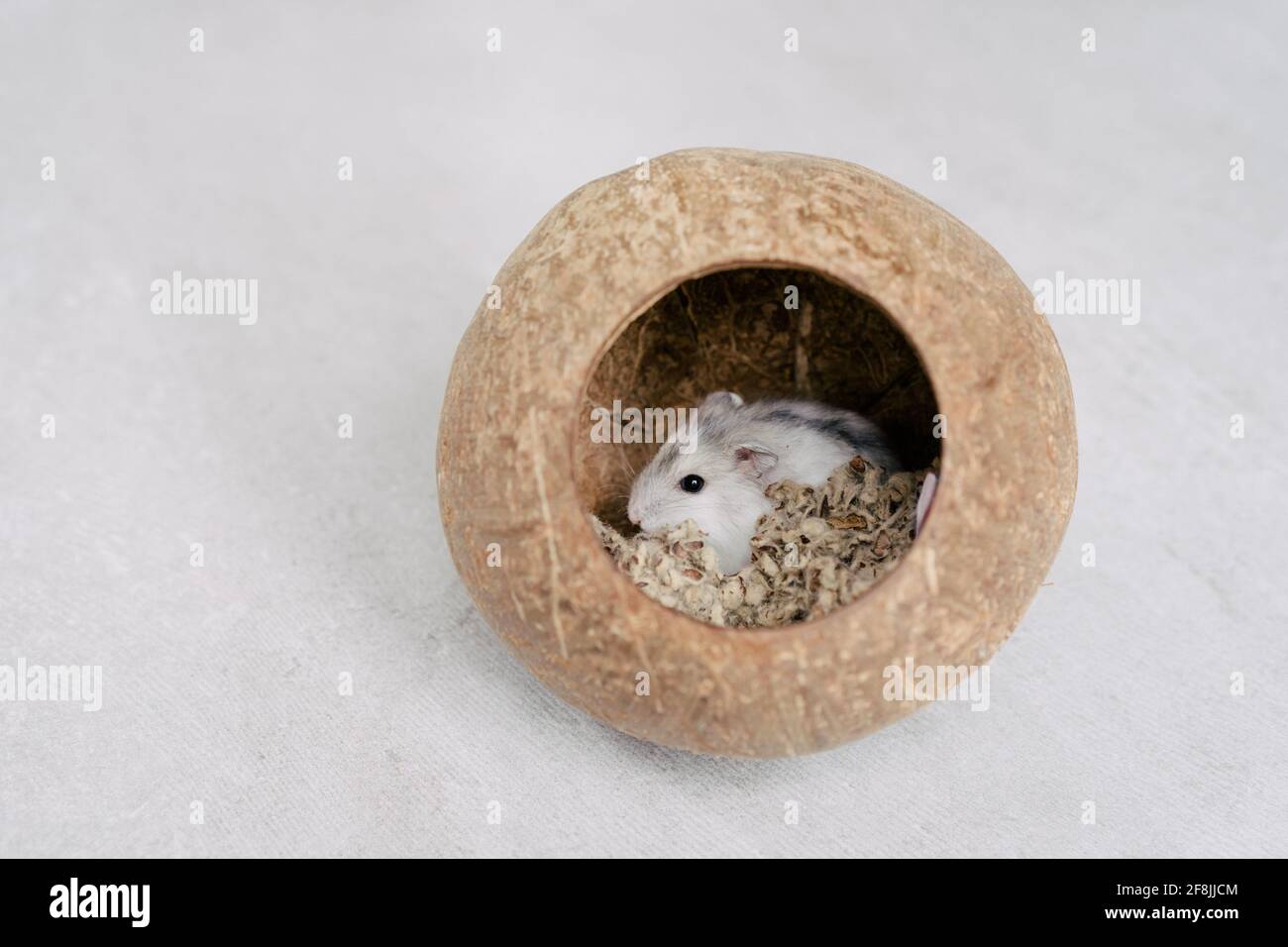 Cute little hamster in his coconut home Stock Photo - Alamy