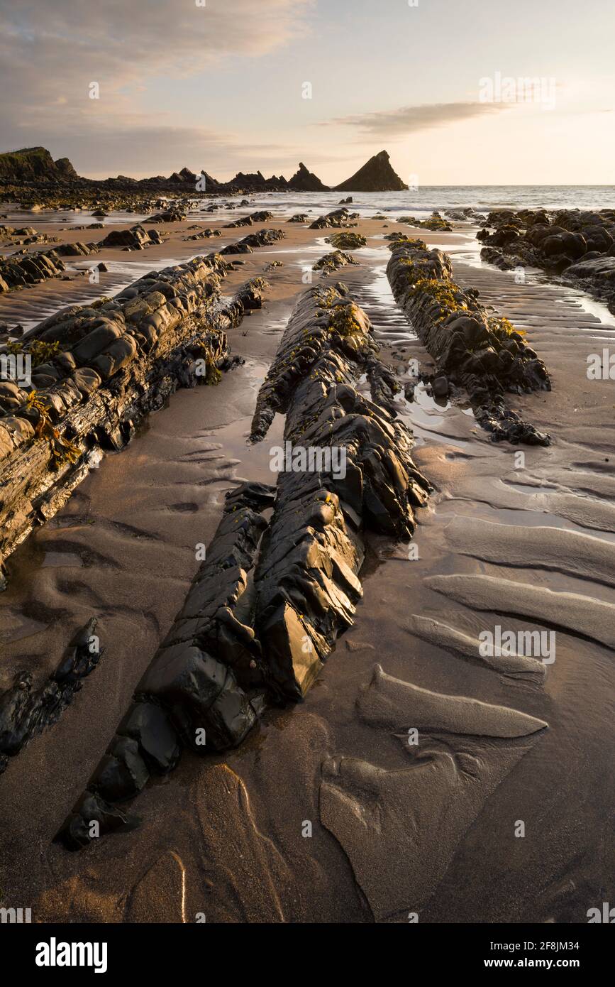 The exposed beach during low tide at Hartland Quay in the North Devon ...