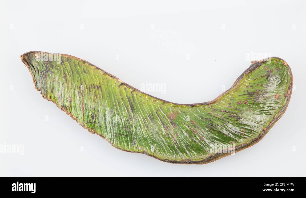 Fresh inga fruit. The guama fruit tropical and exotic from South ...