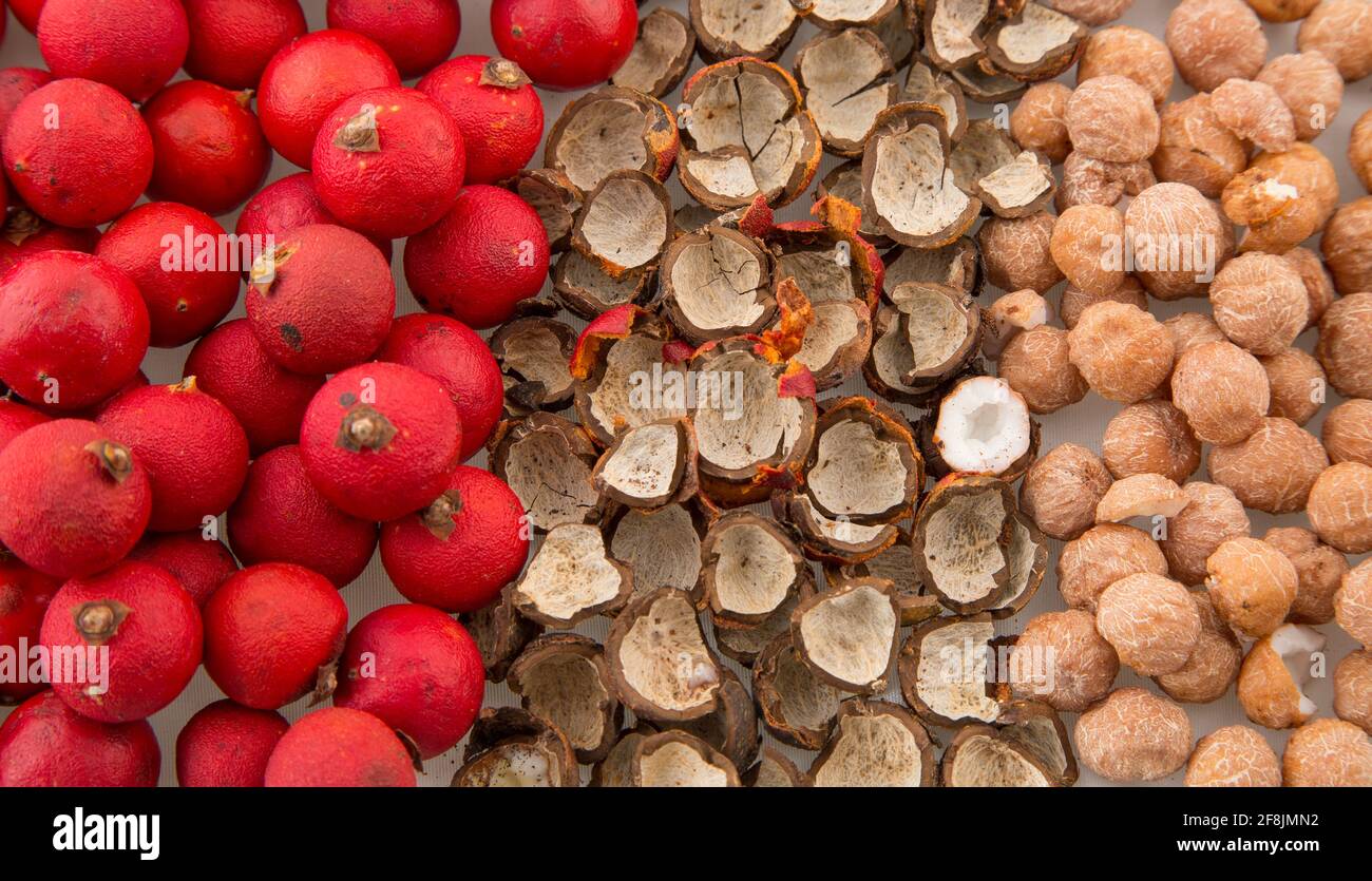 Bactris guineensis hi-res stock photography and images - Alamy