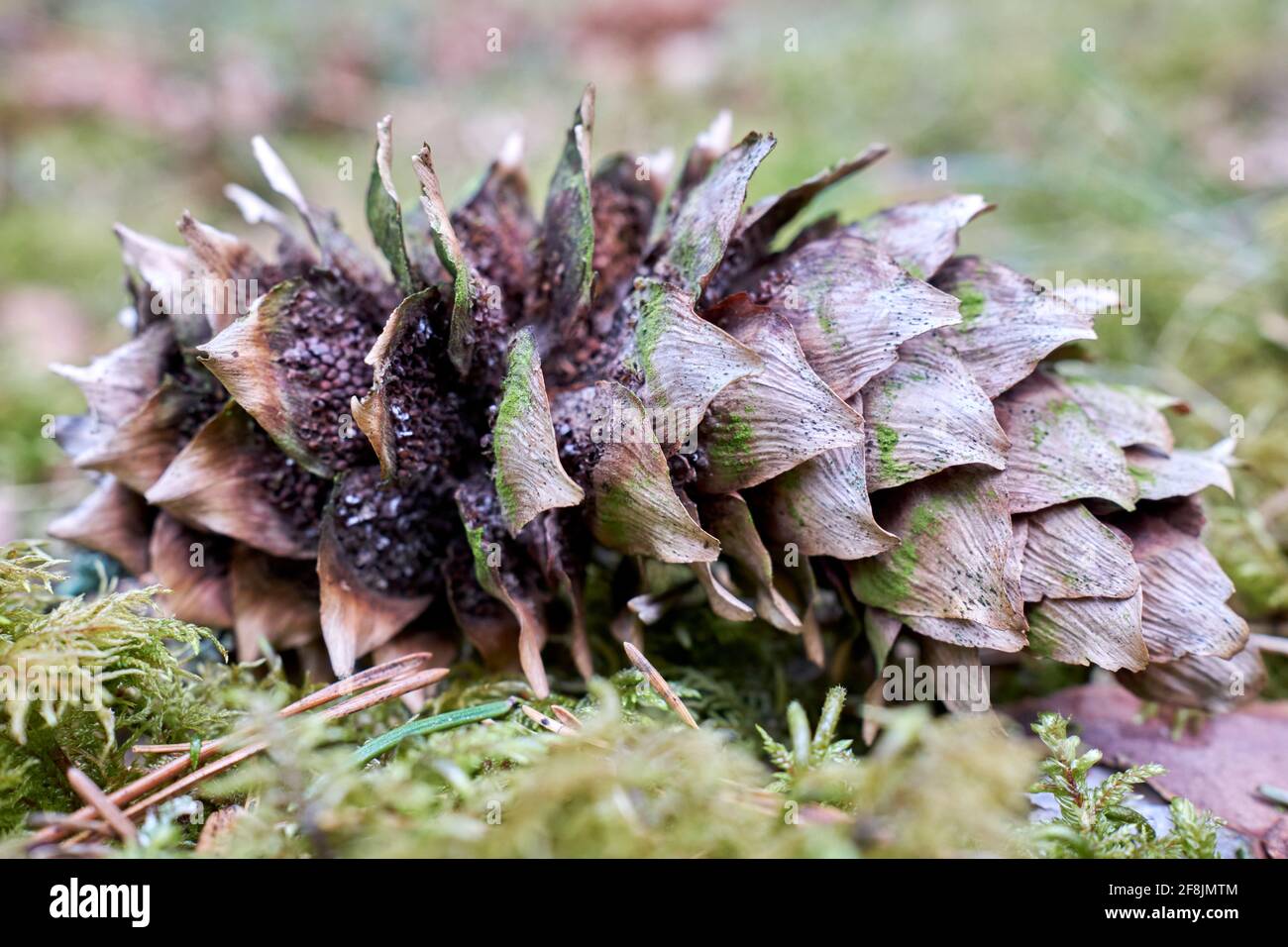 Weather-beaten Pinaceae cone in closeup Stock Photo - Alamy