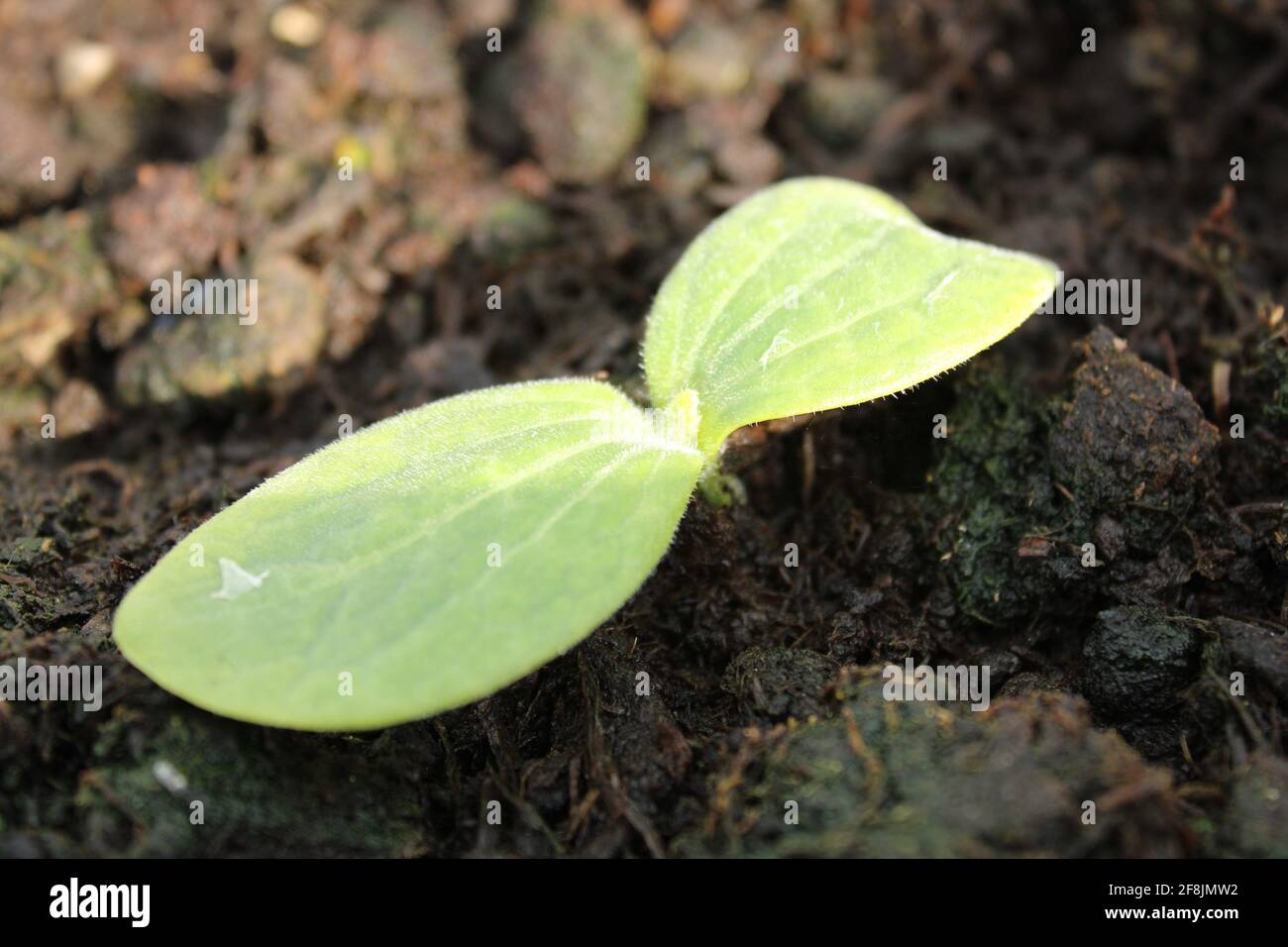 Courgette seedling with just two leaves. Also known as a Zucchini. Grow ...