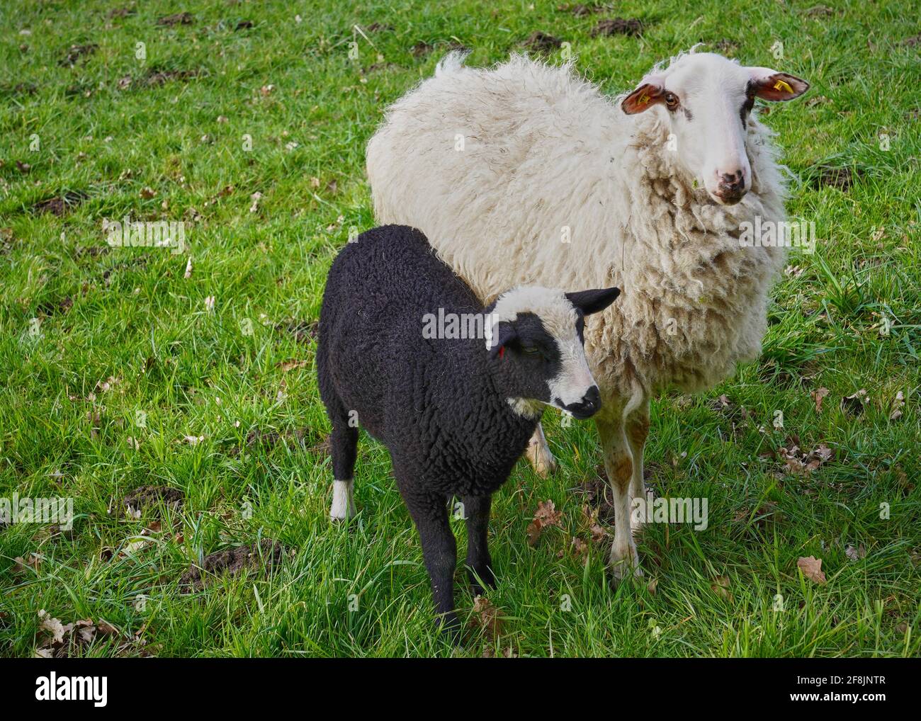 Domestic Sheep (Ovis aries) are quadrupedal, ruminant mammals typically ...