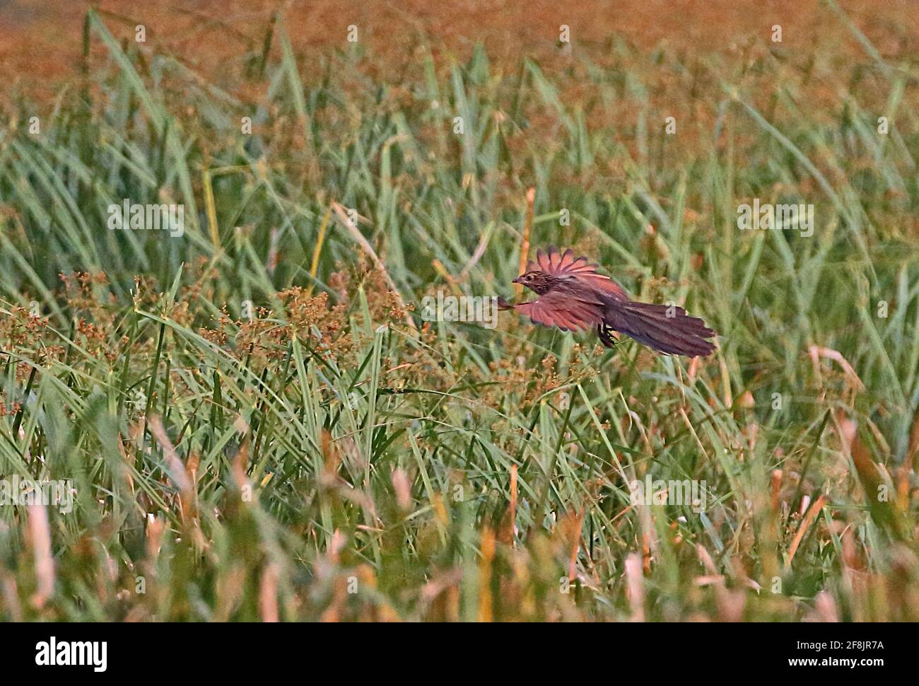 Centropus bengalensis hi-res stock photography and images - Alamy