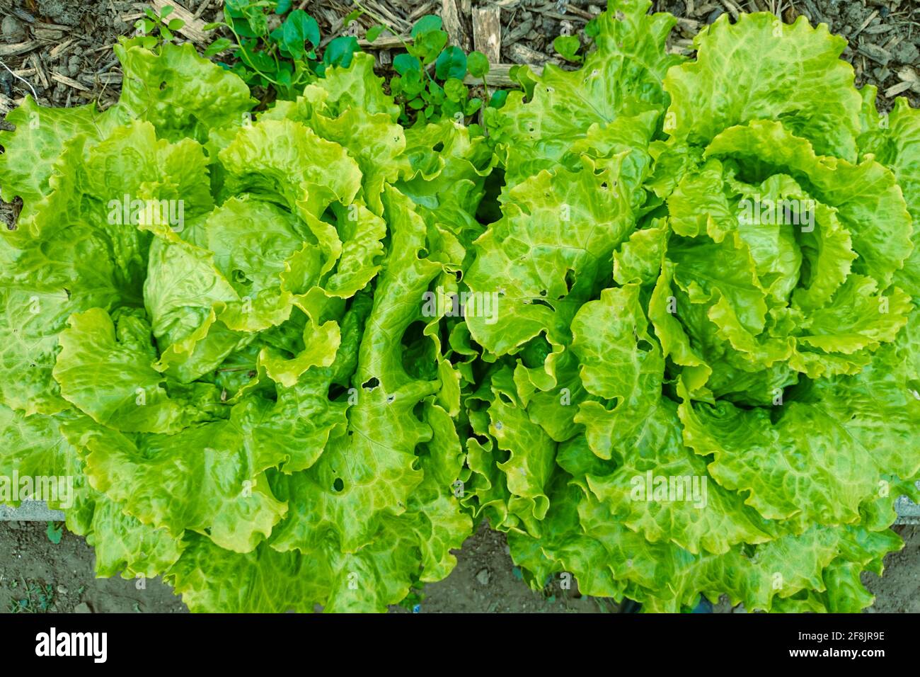 Two iceberg lettuces in the orchard ready to be harvested Stock Photo ...