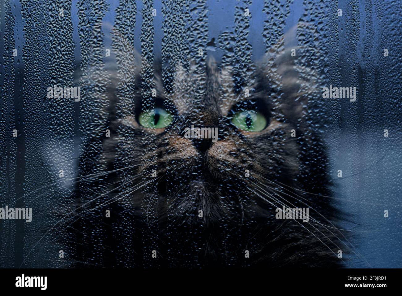 Rainy day. A cat behind a window is waiting for people to return home ...