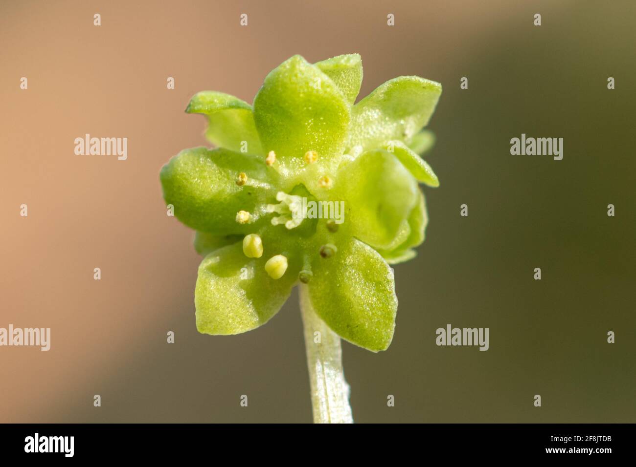 Moschatel (Adoxa moschatellina), a woodland spring wildlflower also ...