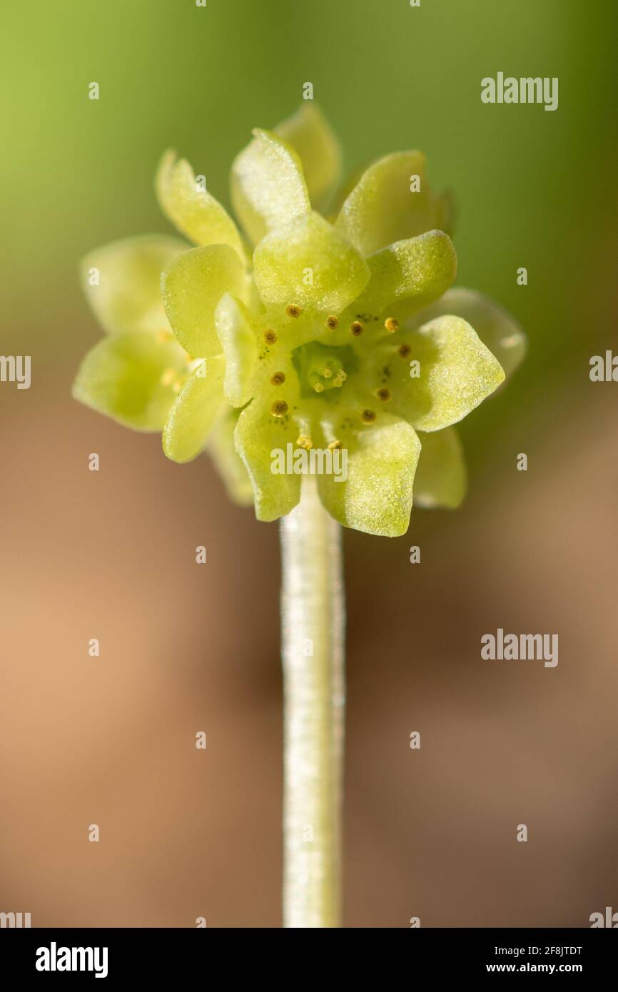 Moschatel (Adoxa moschatellina), a woodland spring wildlflower also ...