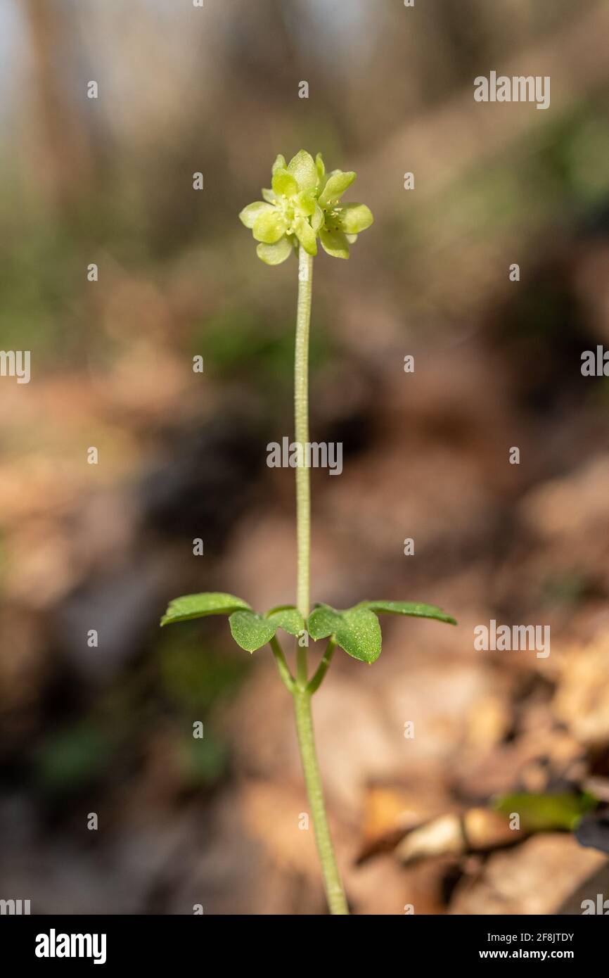 Moschatel (Adoxa moschatellina), a woodland spring wildlflower also ...