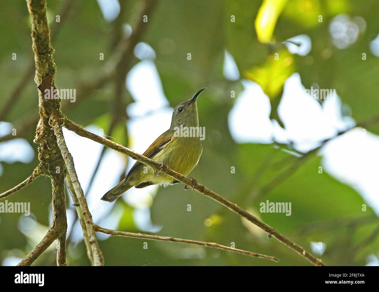 Spiderhunter bird hi-res stock photography and images - Alamy