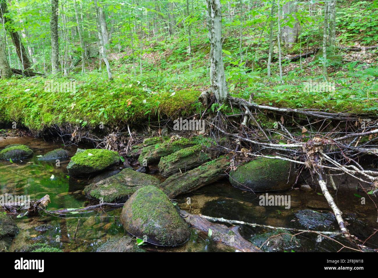 A section of the Walker Brook Branch of the Gordon Pond Railroad ...