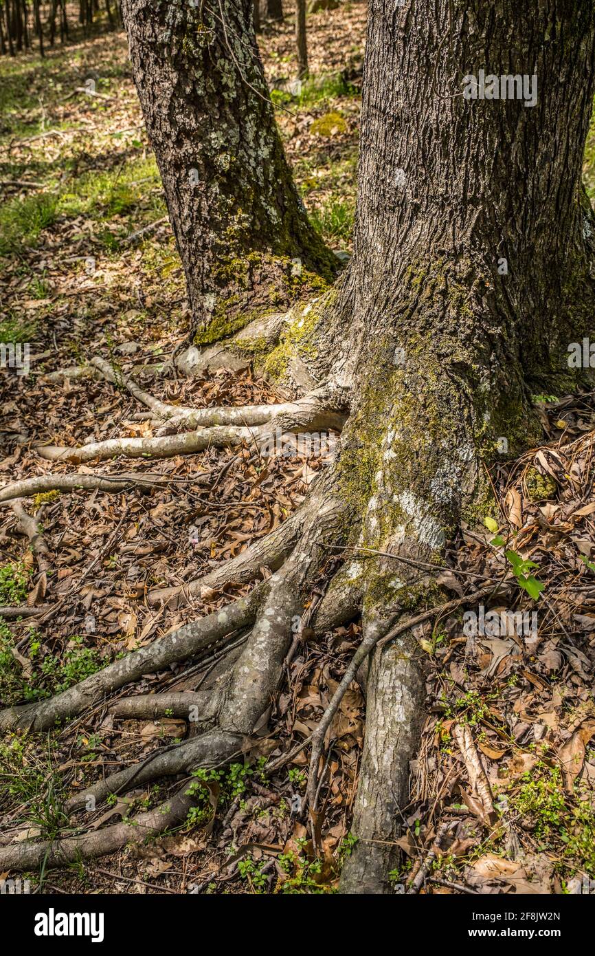 A large mature tree with exposed roots holding on the hill spreading ...