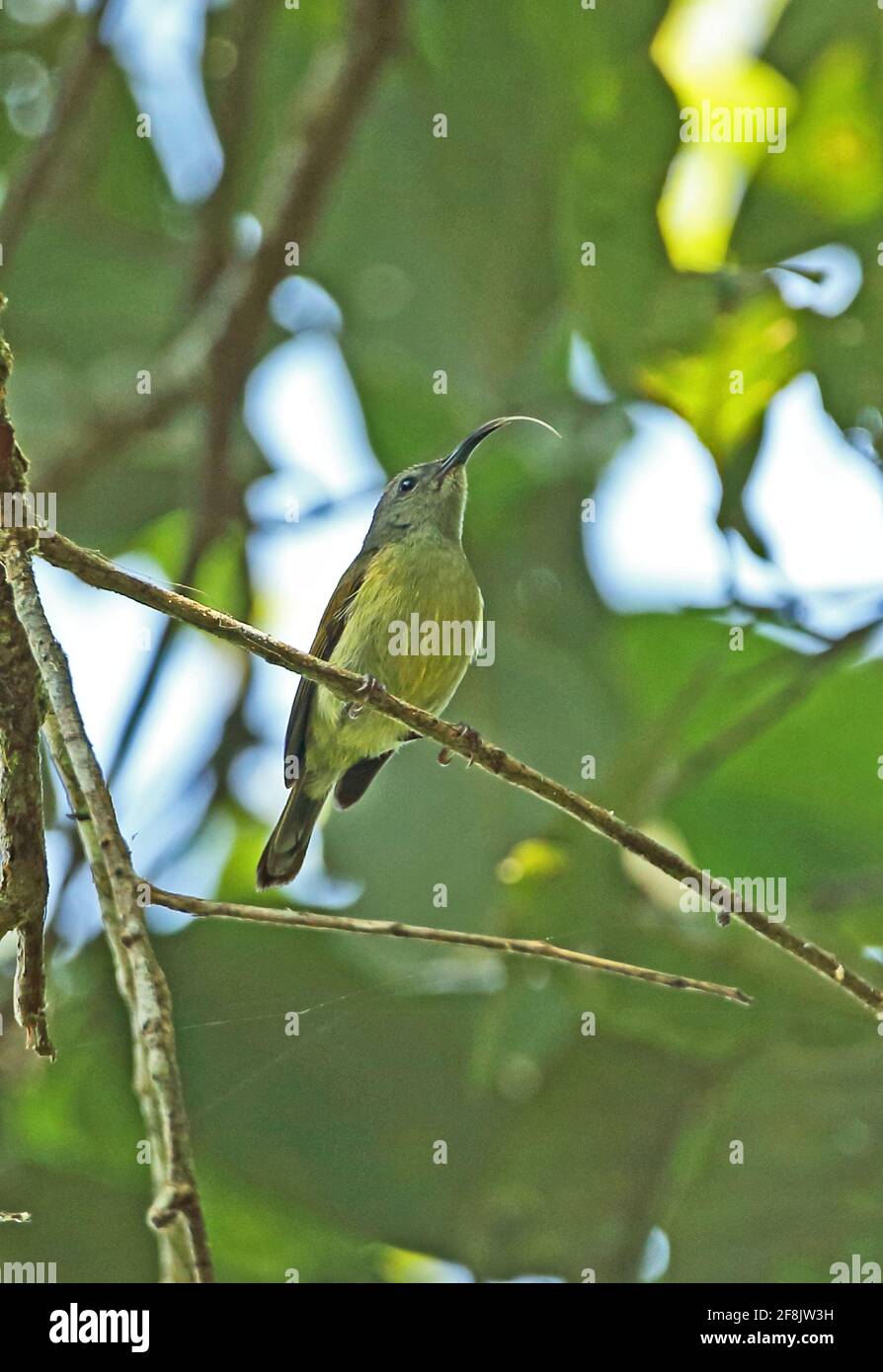 Spiderhunter bird hi-res stock photography and images - Alamy