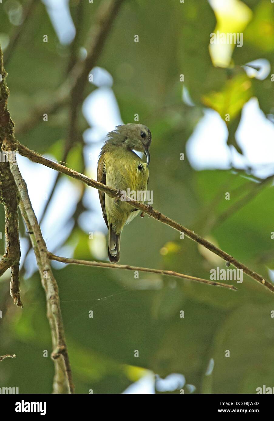 Spiderhunter bird hi-res stock photography and images - Alamy