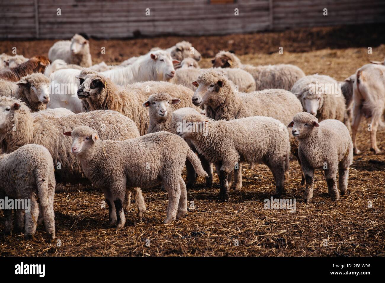 Flock of sheep in an open stall in the farm Stock Photo - Alamy