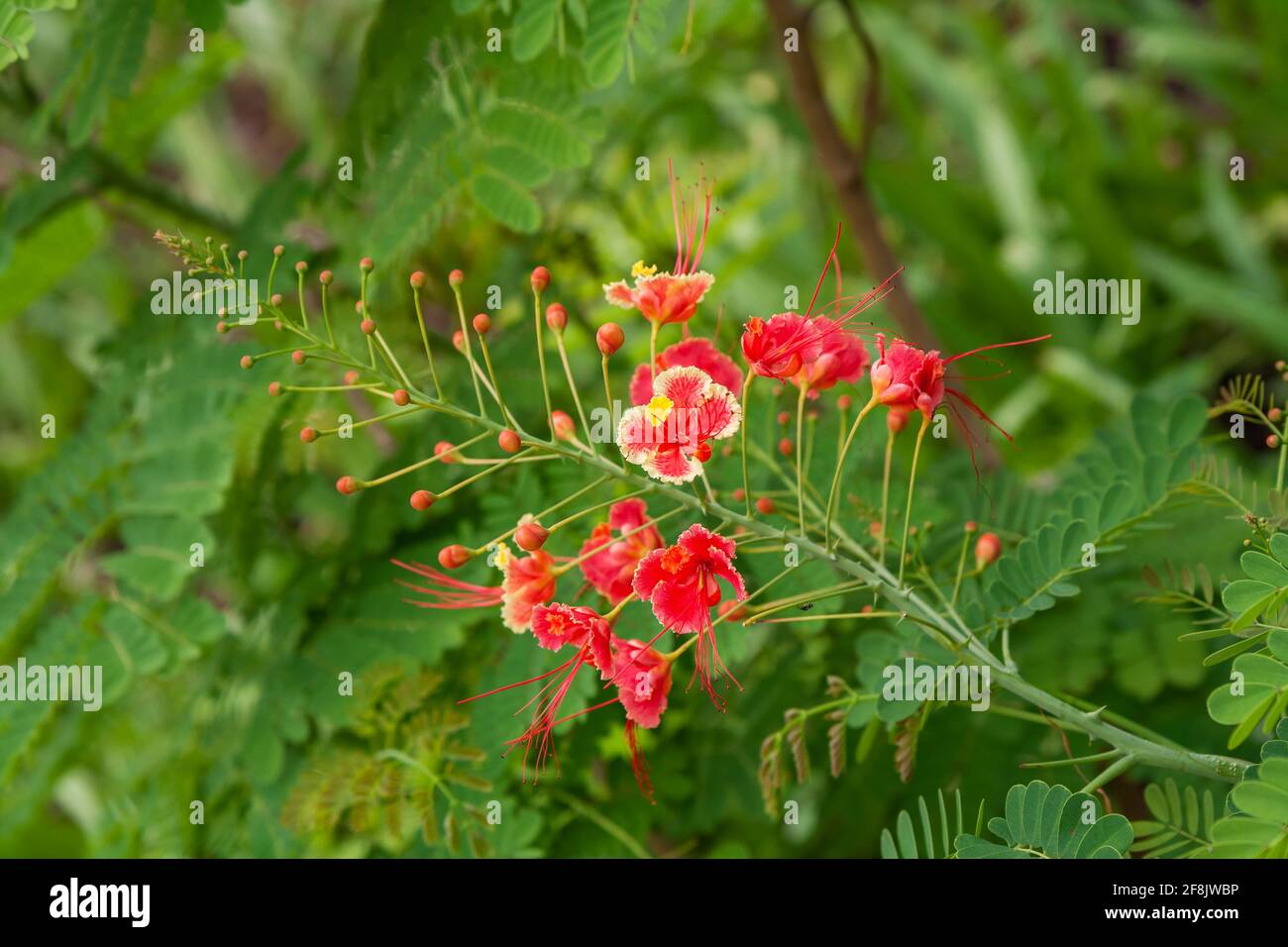 Inflorescence Flowers Examples