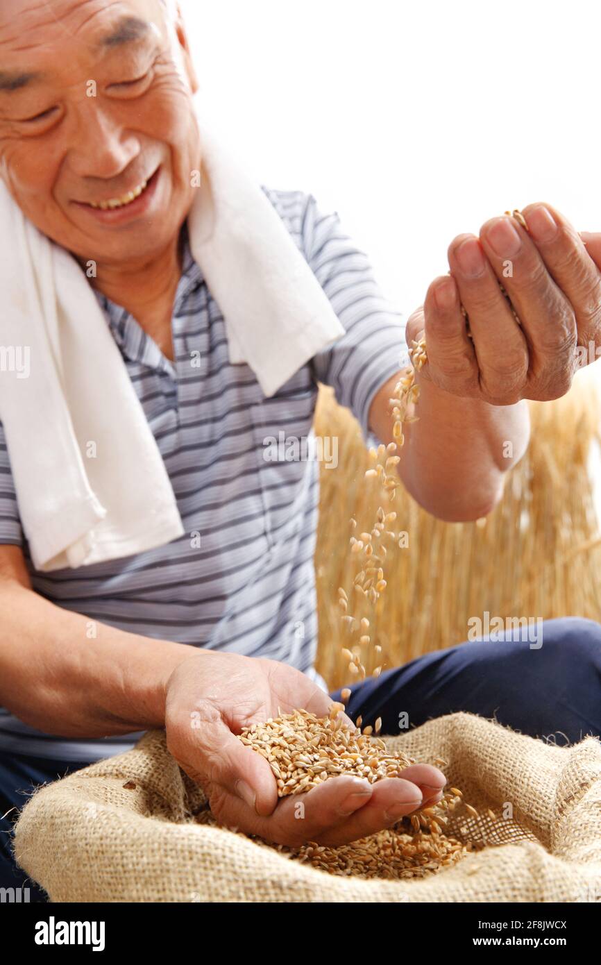 Wheat farmers with the hand holding Stock Photo - Alamy