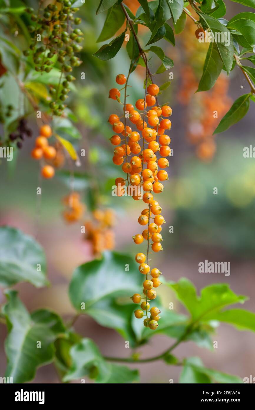 Tropical plant Duranta erecta (golden dewdrop, pigeon berry, skyflower ...