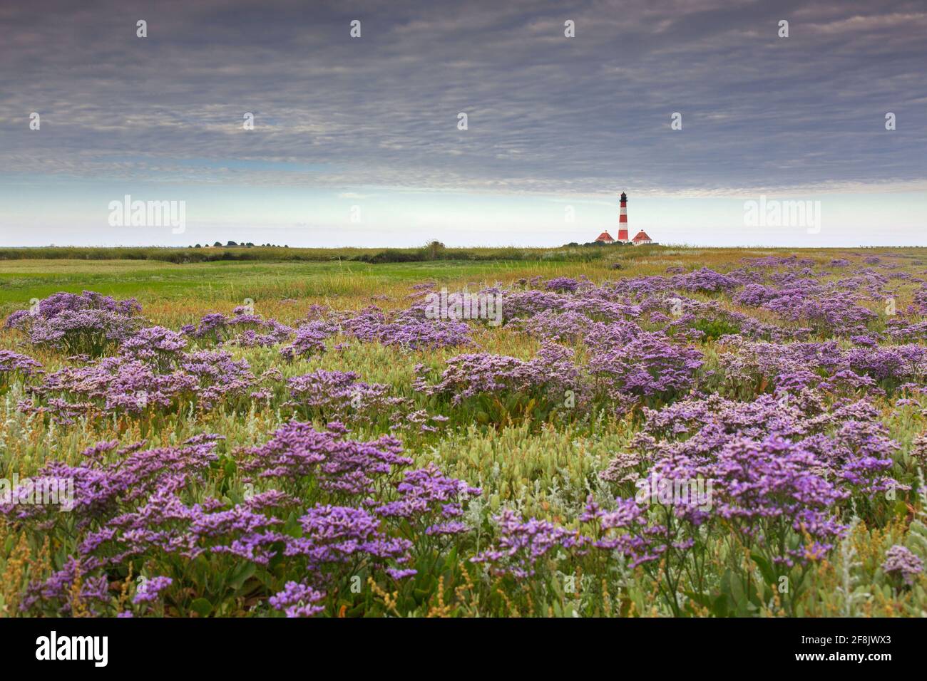 Sea-lavender in flower and lighthouse Westerheversand at Westerhever ...