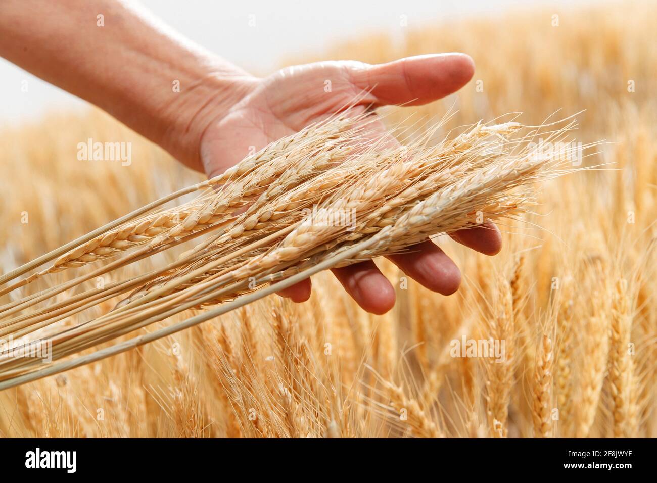 Farmers in view of wheat crop Stock Photo - Alamy
