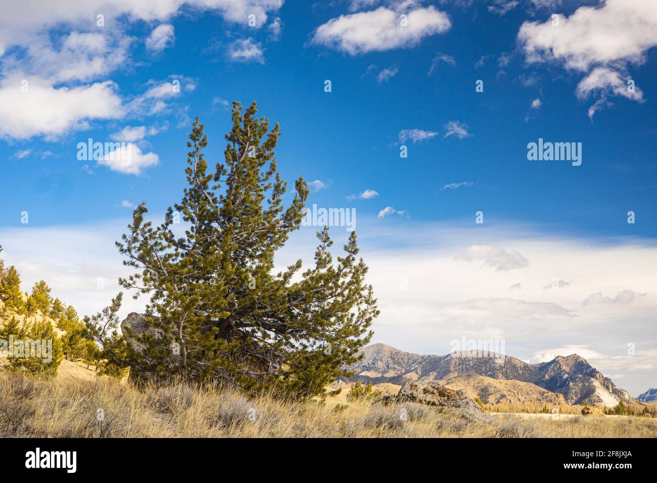 Full evergreen conifer stands above the stones and grass in a mountain ...
