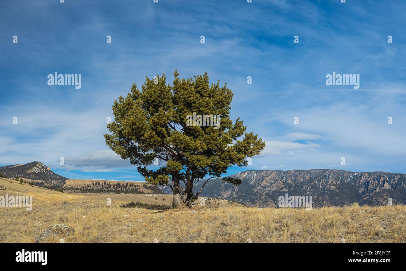 Stone pine tree growing in the soil of the American Rocky Mountains ...